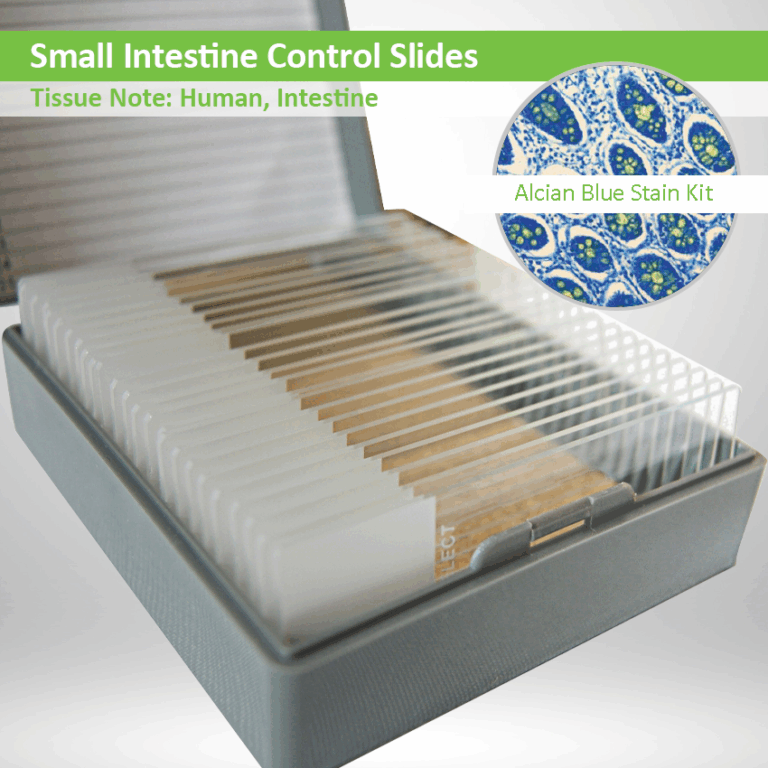 Small Intestine Control Slides - IMEB Inc.